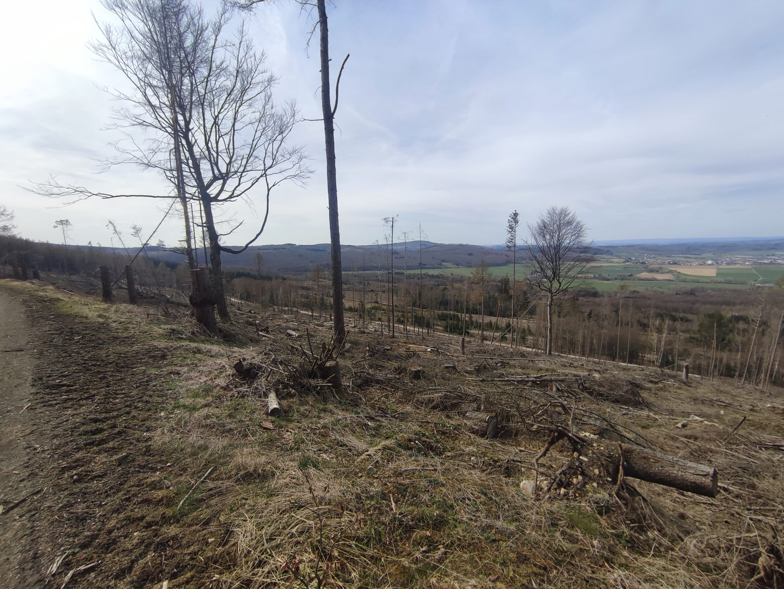 Why do we see clear forest patches all around us? - biking4biodiversity.org