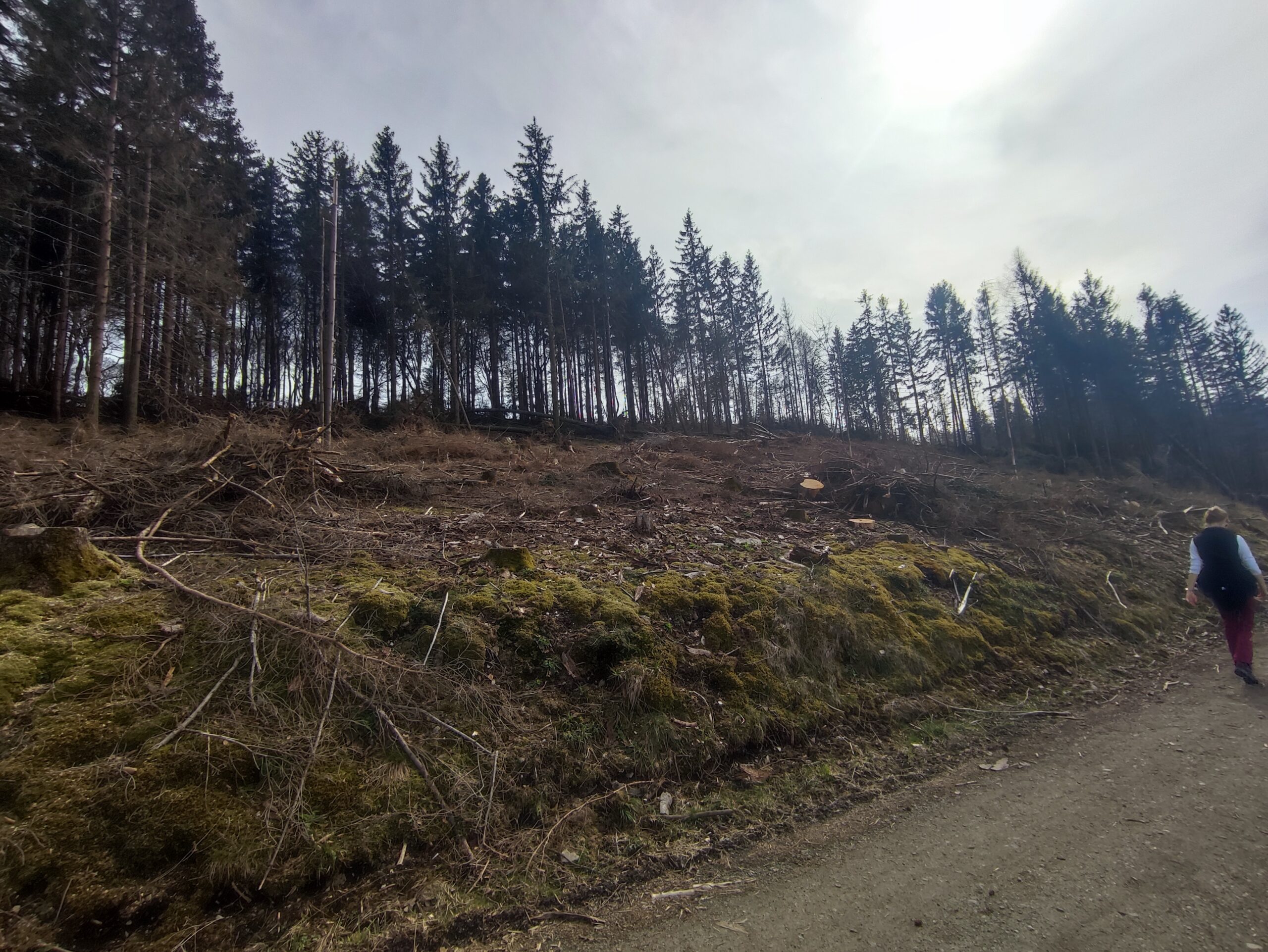 Why do we see clear forest patches all around us? - biking4biodiversity.org