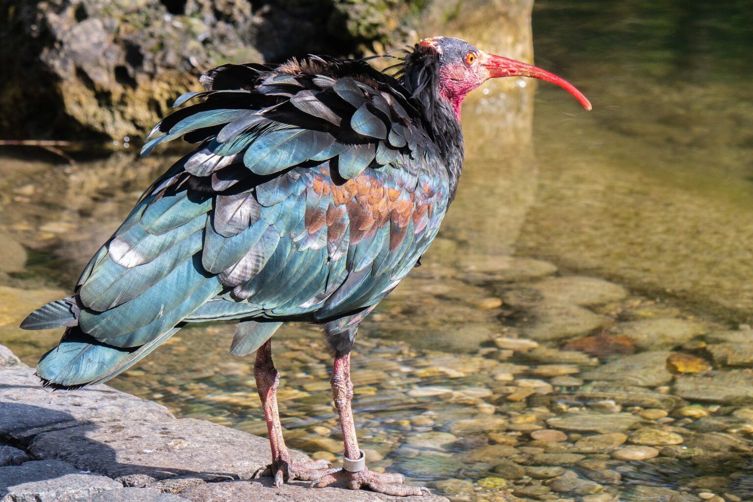 The unknown future of the northern bald ibis - biking4biodiversity.org