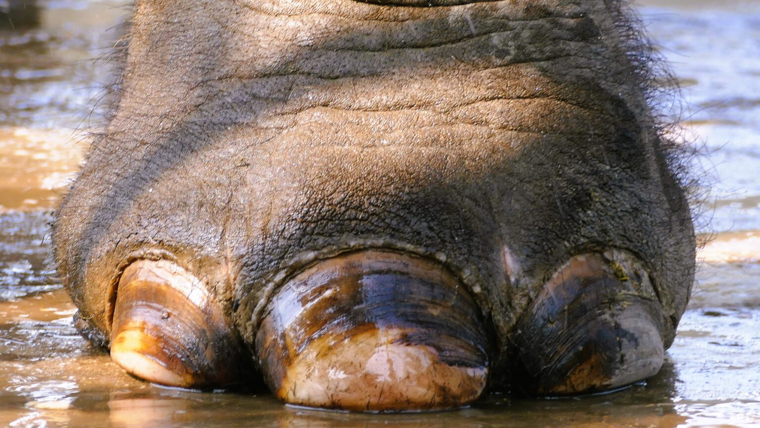 The elephant in the room - biking4biodiversity.org