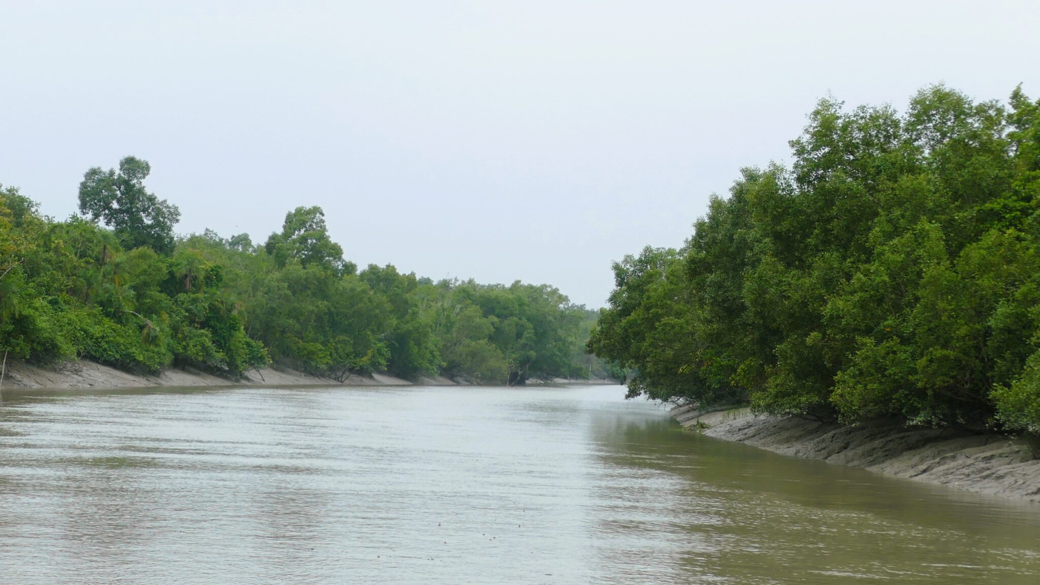 The regeneration of the Sundarbans – community-driven action for the ...