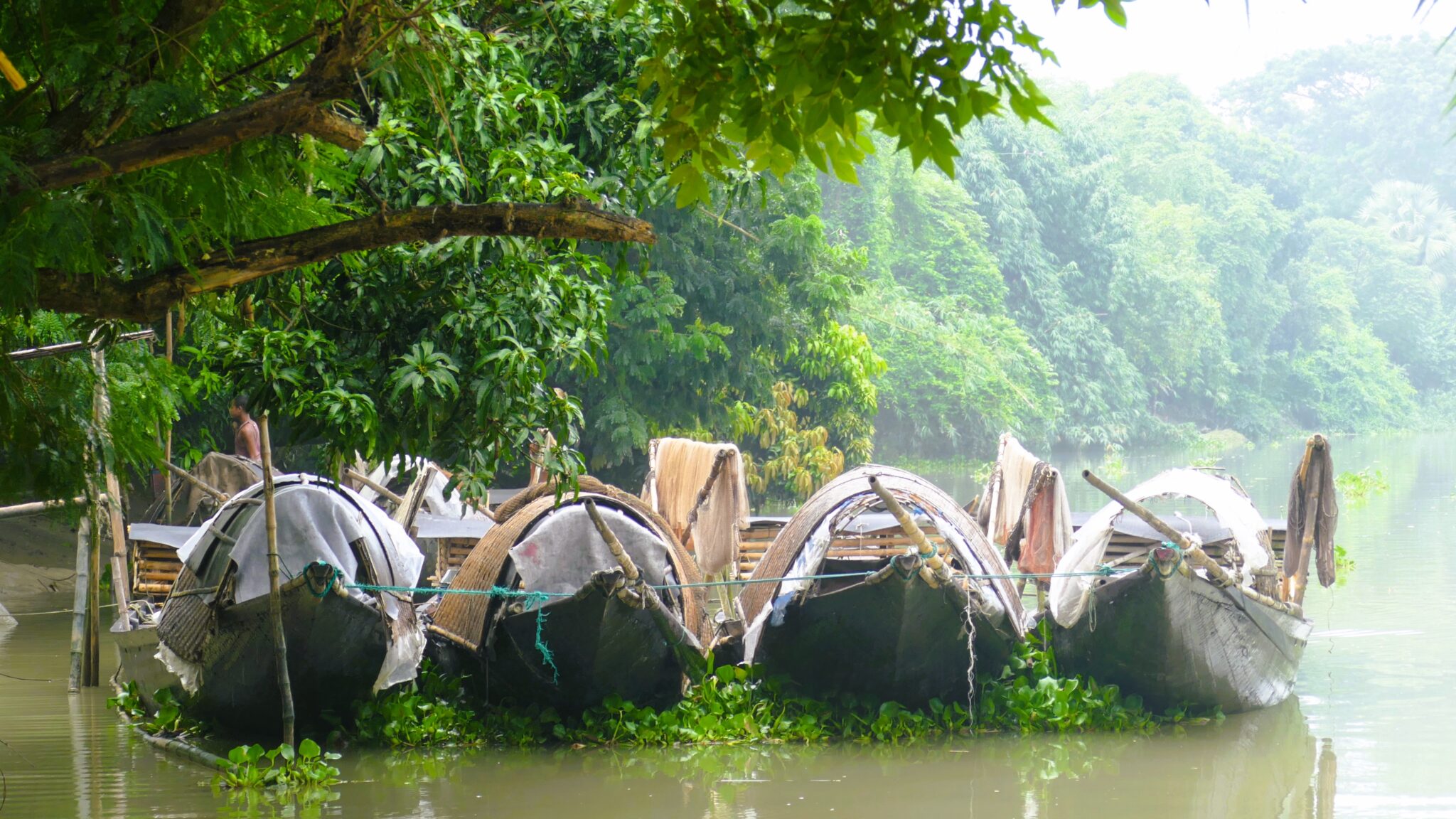 The regeneration of the Sundarbans – community-driven action for the ...