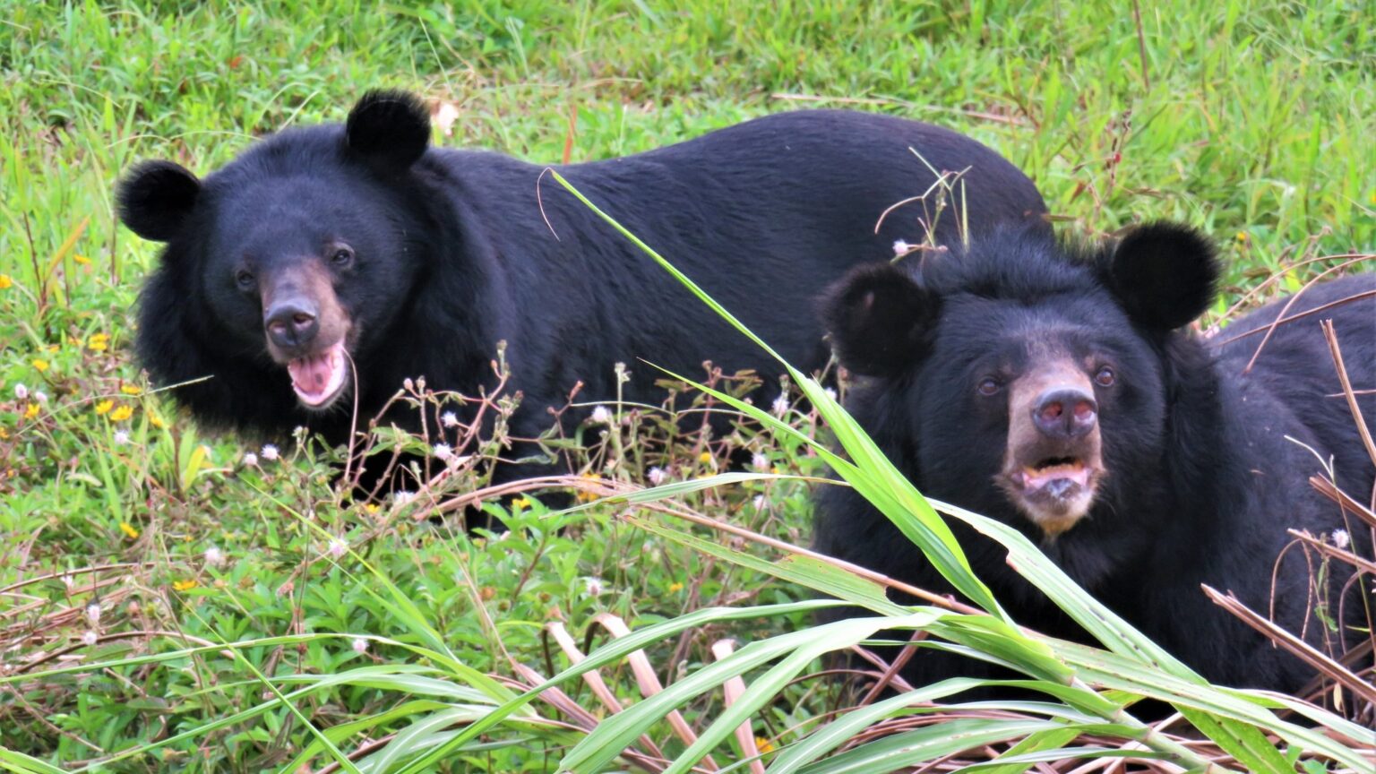 BEAR SANCTUARY Ninh Binh – where bile bears find a happy end ...