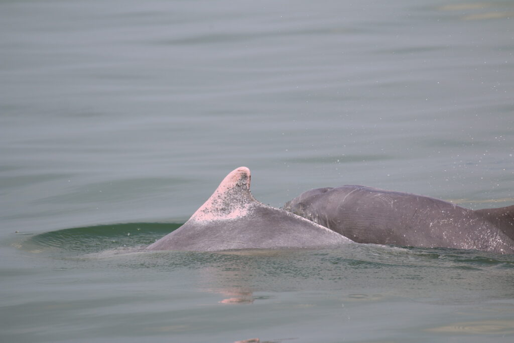 Guardians of the blue: MareCet’s quest to save Malaysia’s marine ...