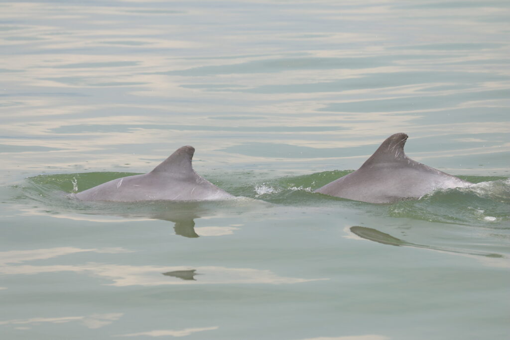 Guardians of the blue: MareCet’s quest to save Malaysia’s marine ...