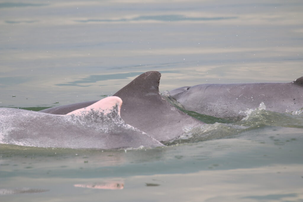 Guardians of the blue: MareCet’s quest to save Malaysia’s marine ...