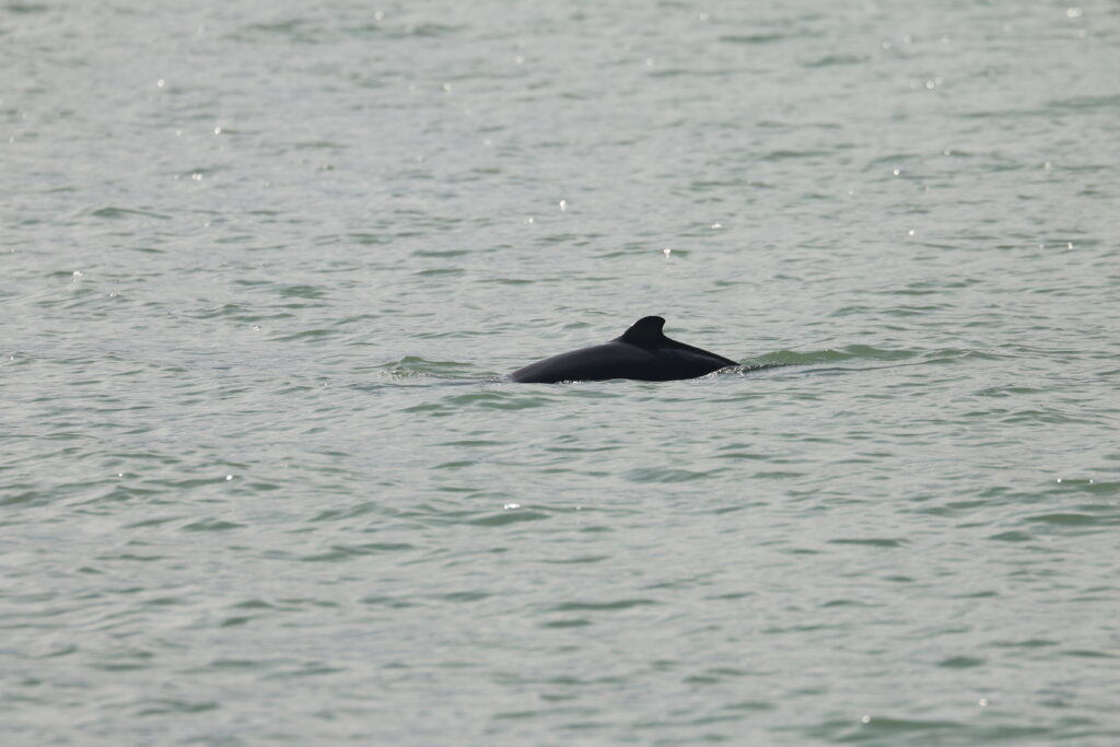 Guardians of the blue: MareCet’s quest to save Malaysia’s marine ...