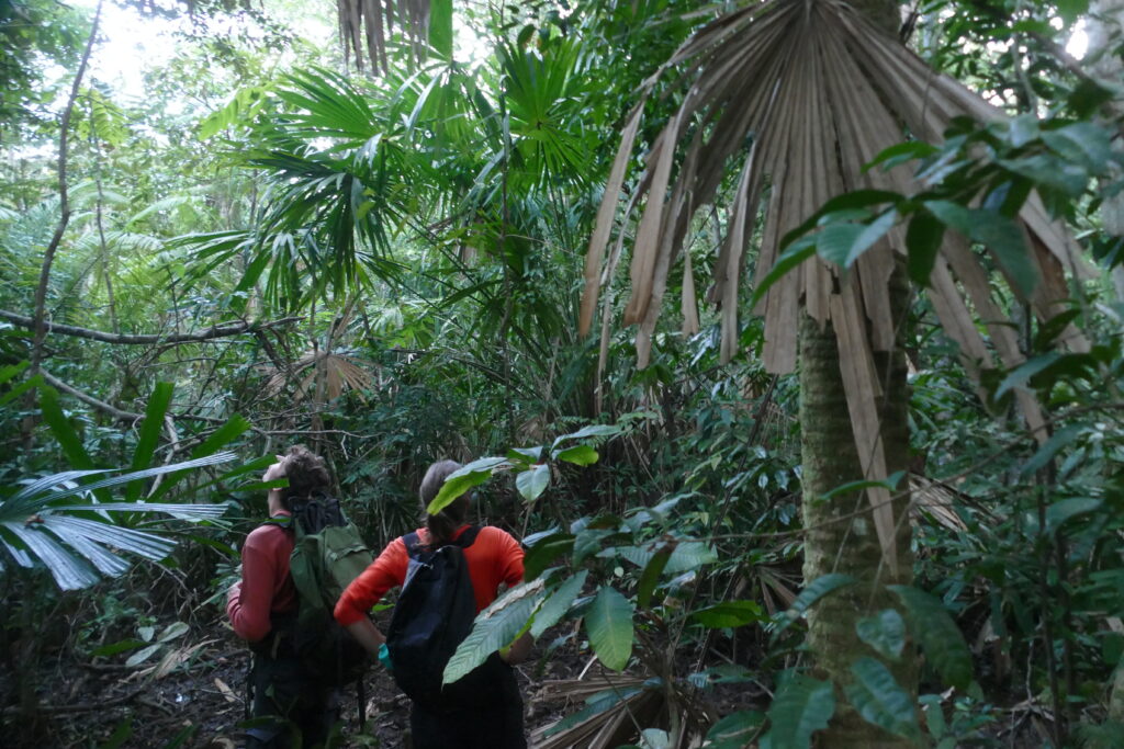 Rat-hunting macaques: a greener solution for rodent pest control in ...