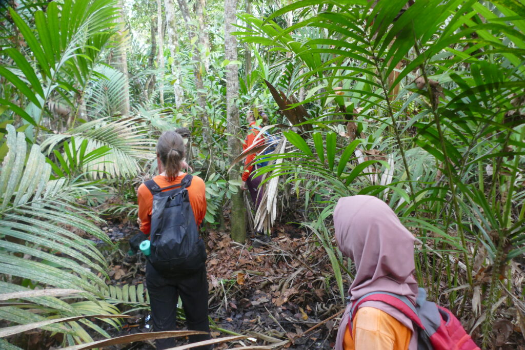 Rat-hunting macaques: a greener solution for rodent pest control in ...