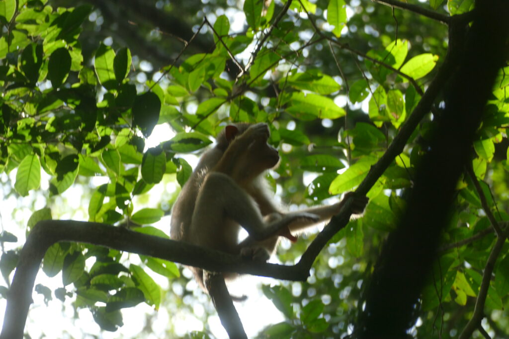 Rat-hunting macaques: a greener solution for rodent pest control in ...