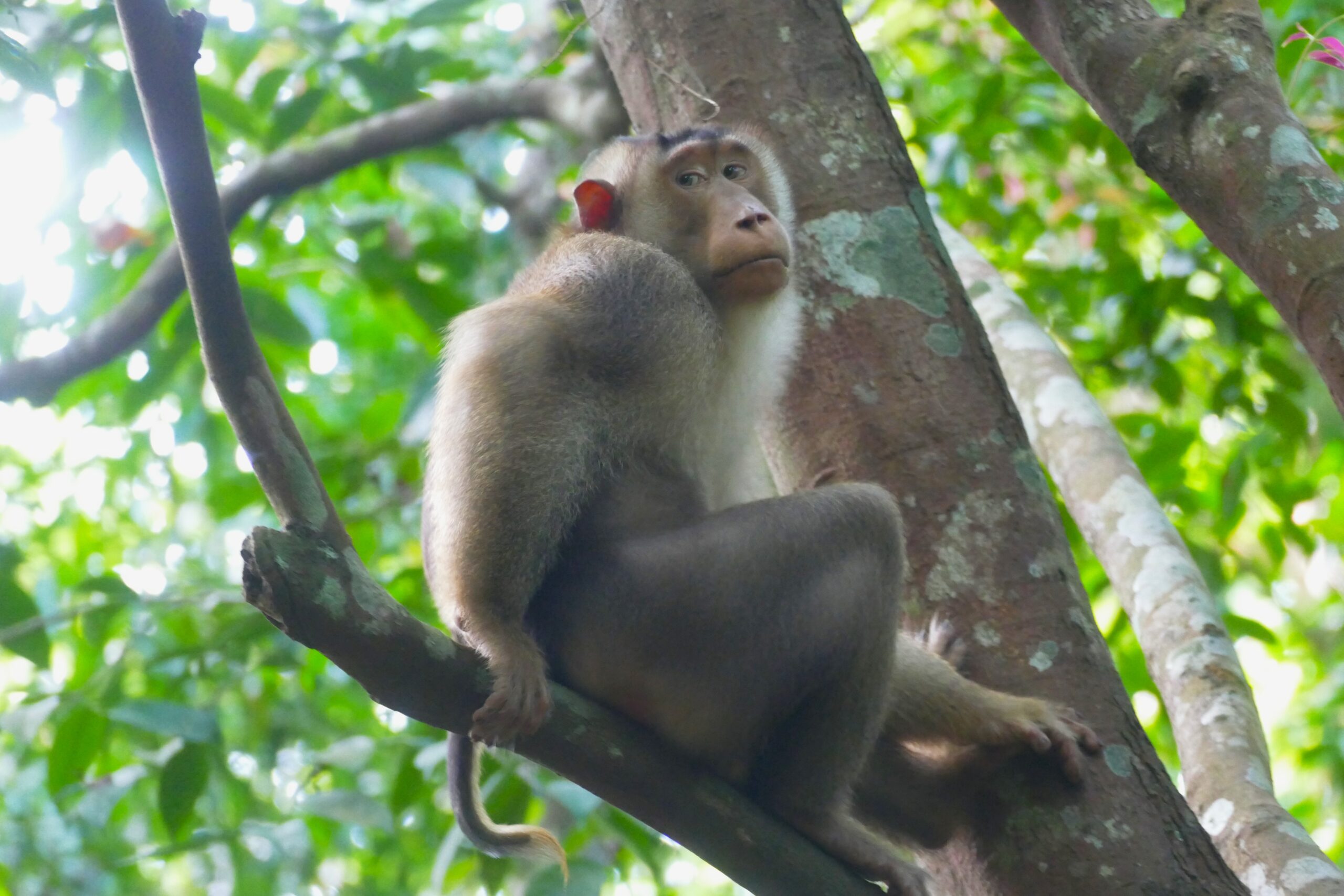 Rat-hunting macaques: a greener solution for rodent pest control in ...