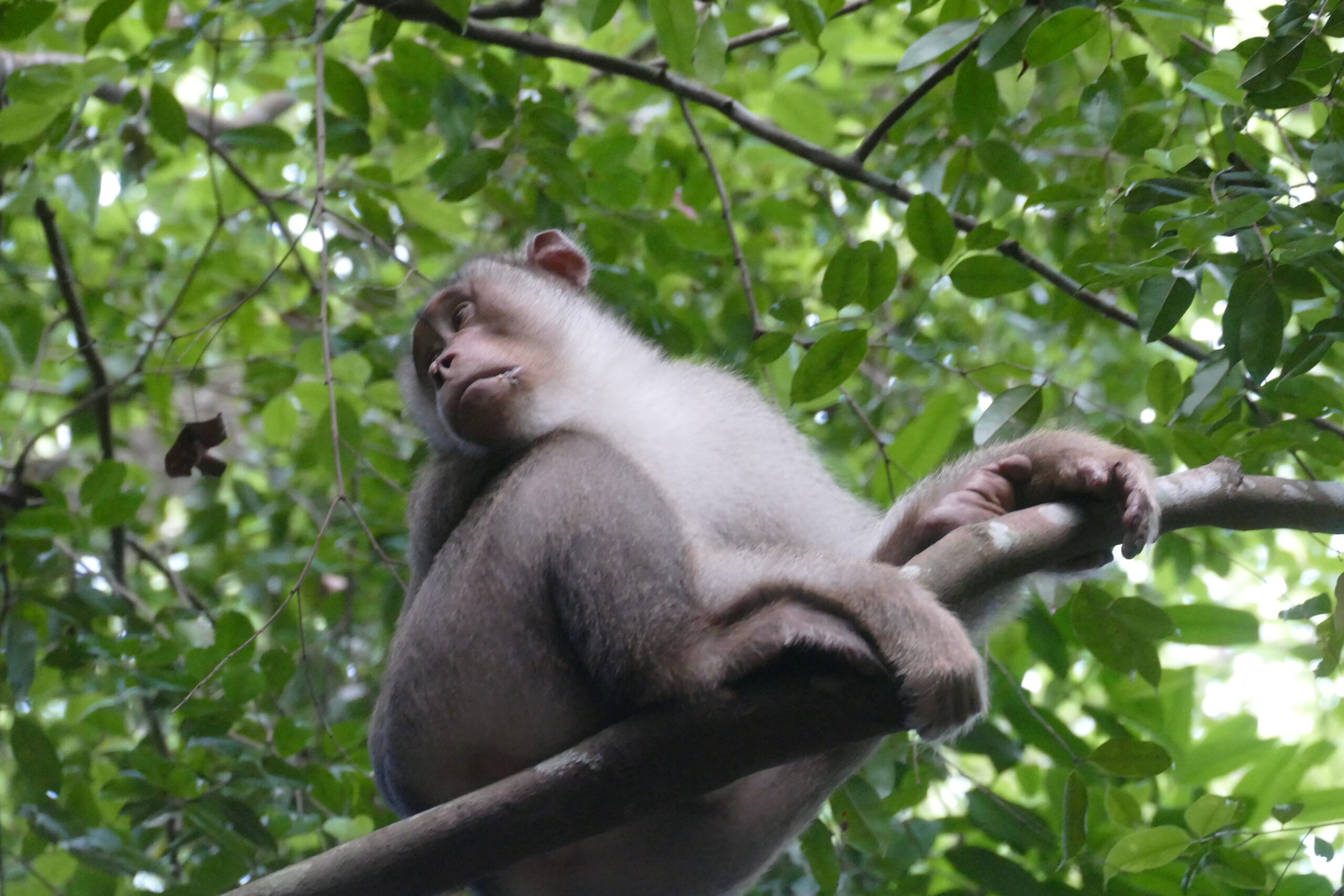 Rat-hunting macaques: a greener solution for rodent pest control in ...