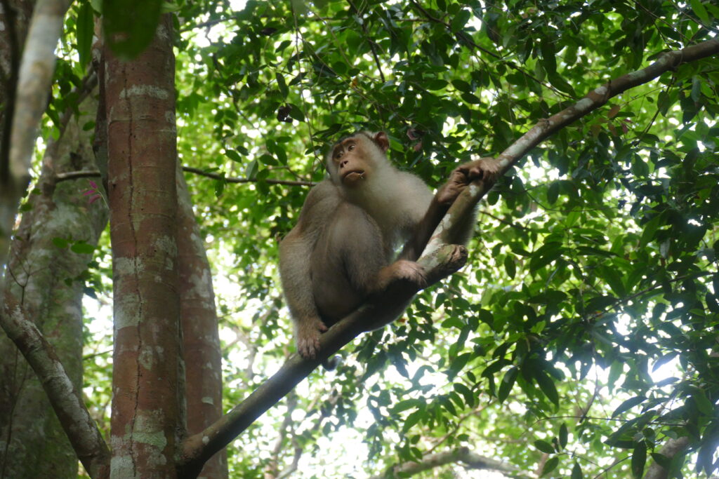 Rat-hunting macaques: a greener solution for rodent pest control in ...