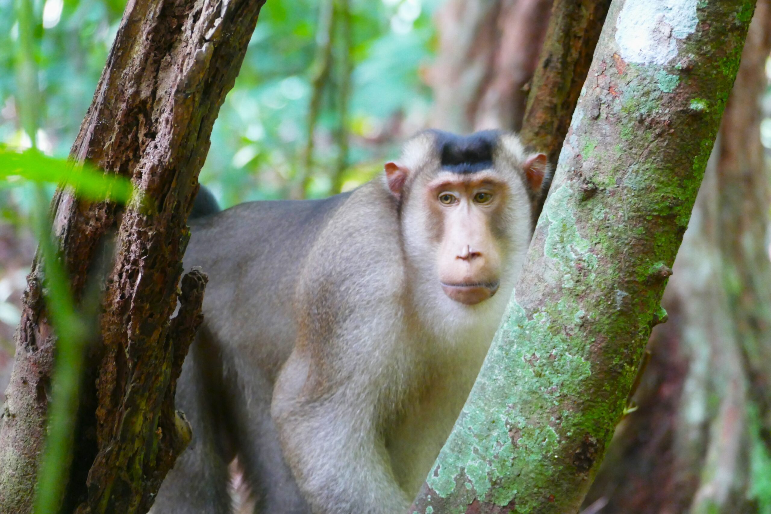 Rat-hunting macaques: a greener solution for rodent pest control in ...