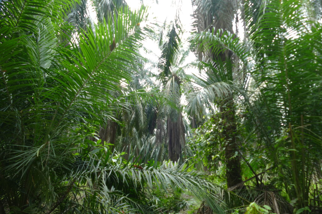 Rat-hunting macaques: a greener solution for rodent pest control in ...