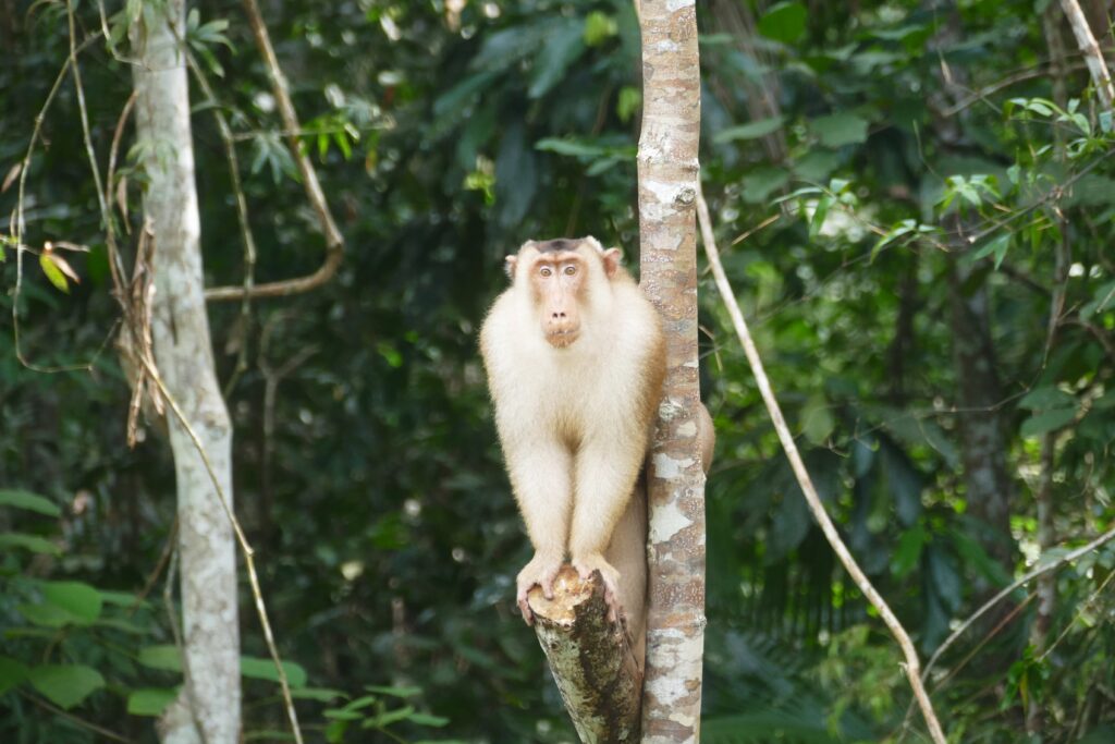 Rat-hunting macaques: a greener solution for rodent pest control in ...
