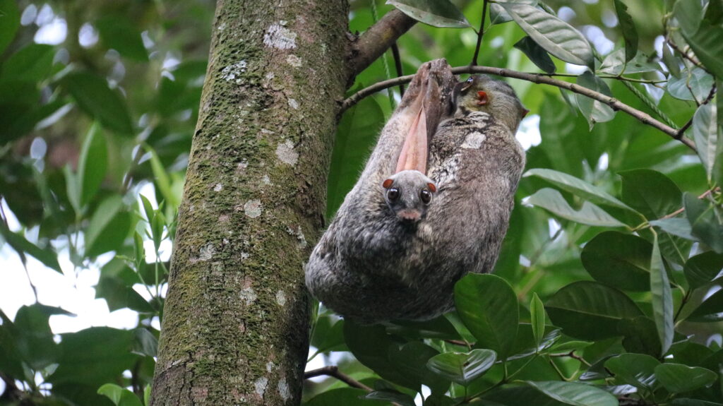 Bridging the gap: Mandai Nature’s mission to tackle biodiversity loss ...